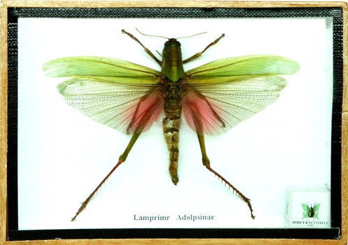 Grasshopper insekt i boks | Pentagon Army