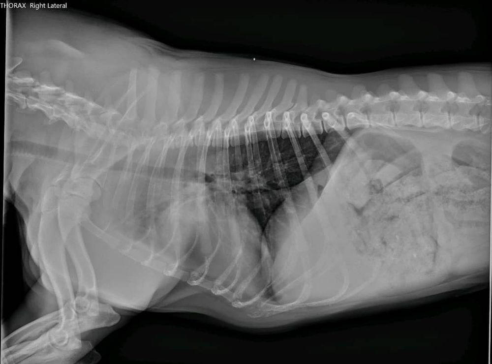 French Bulldog Spine Problems