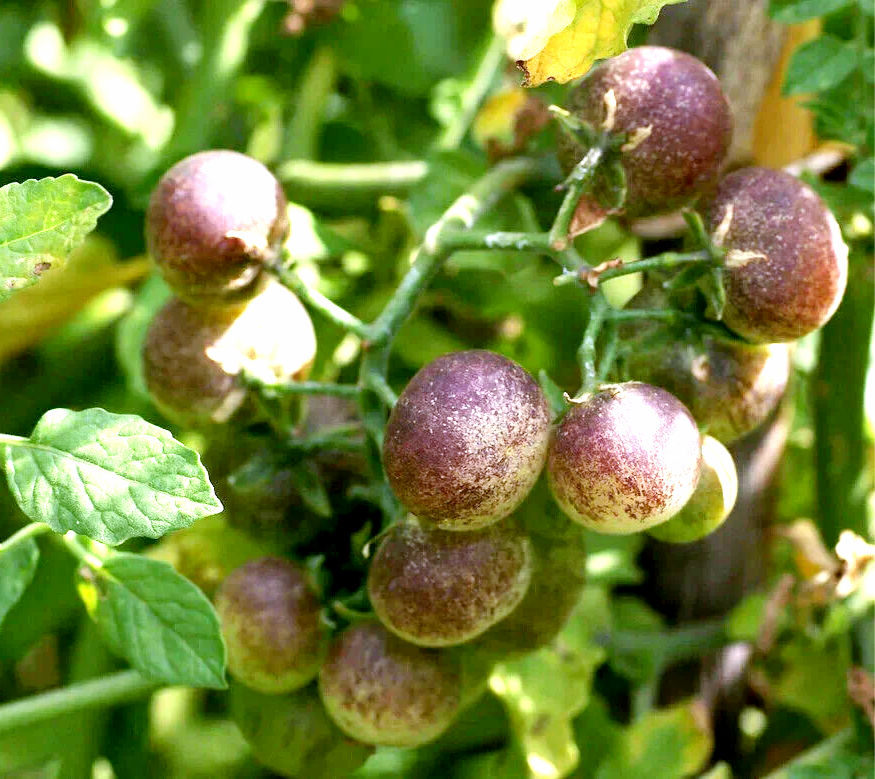 GMOs part 4: Did ancient farmers test their genetically modified tomatoes