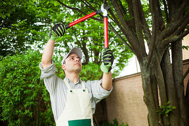 The Importance of Working With an Arborist for Your Tree Care Demands