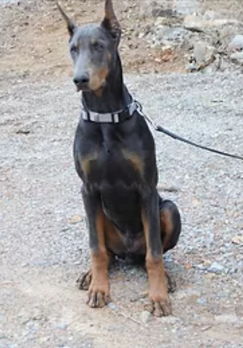 Males | Taylored Dobermans
