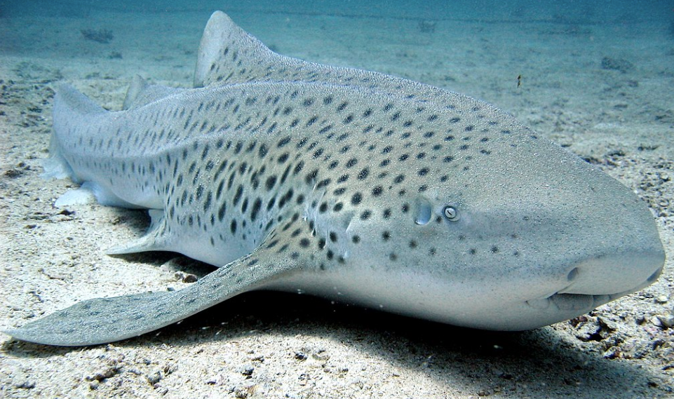 Shark species of the Andaman Sea