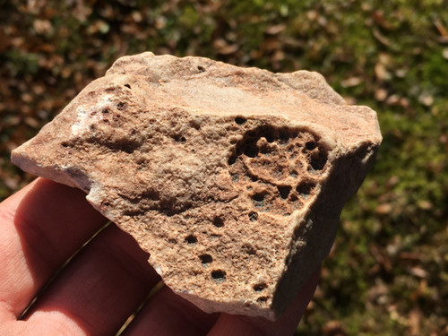 Precambrian fossil on sale (Ediacarian, Vendian) biota | trilobiti.com