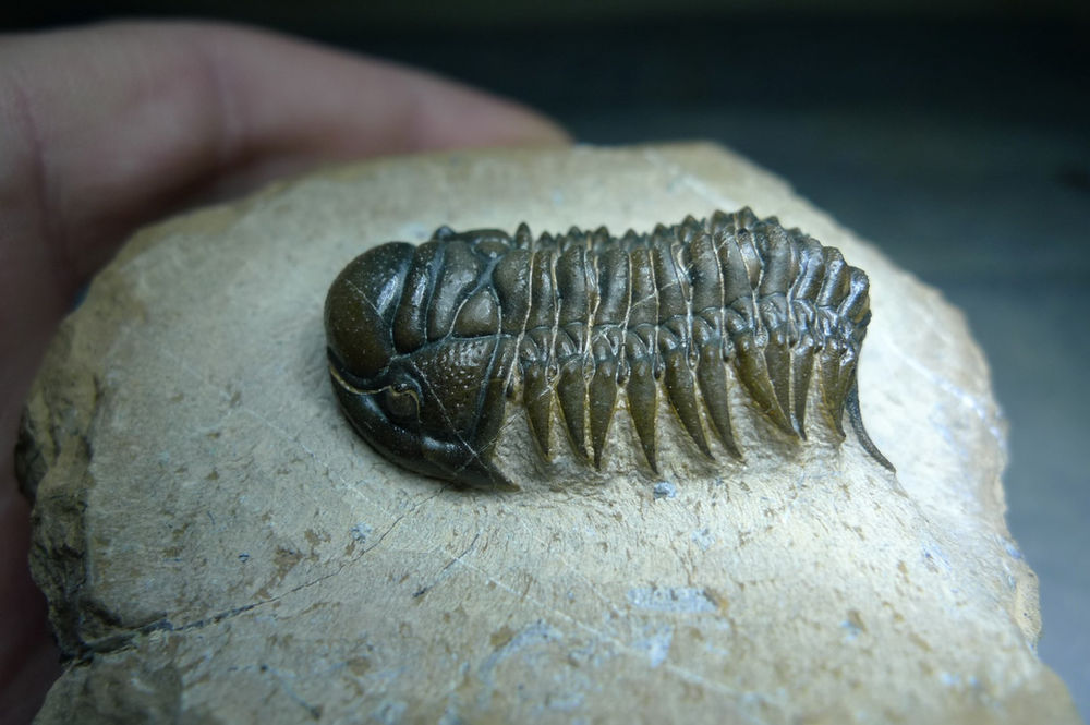 A quick guide to identifying fake trilobites!
