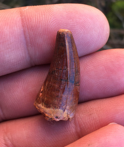 Dinosaur fossil tooth Hamadasuchus rebouli (Cocodrillo) | trilobiti.com