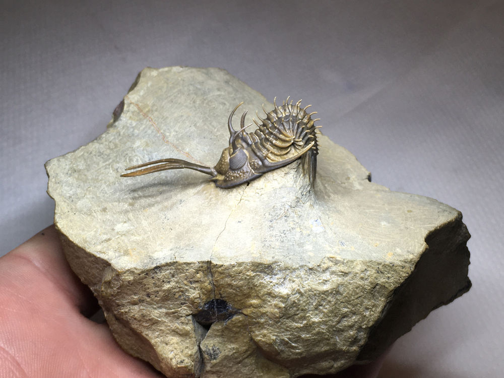 The Strangest Trilobite - Walliserops Prep Sequence