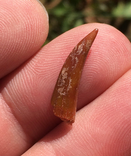 Fossil dinosaur Ornithocheiridae (Pterosaur) tooth | trilobiti.com
