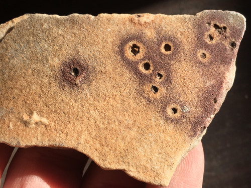 Precambrian fossil (Ediacarian, Vendian) biota #3 | trilobiti.com