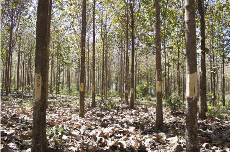 PLANTATION TEAK | Intersomma