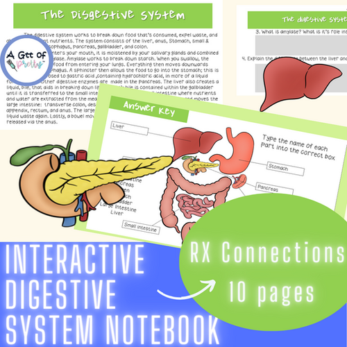Interactive Digestive System notebook (anatomy&physiology of human body ...