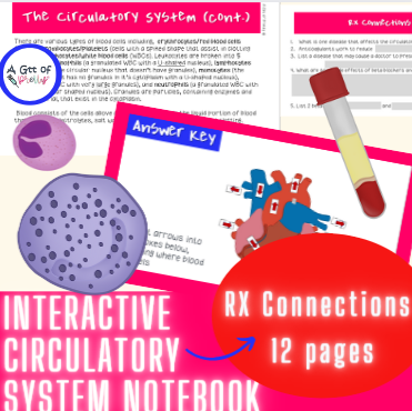Interactive Circulatory System notebook (anatomy&physiology of human ...