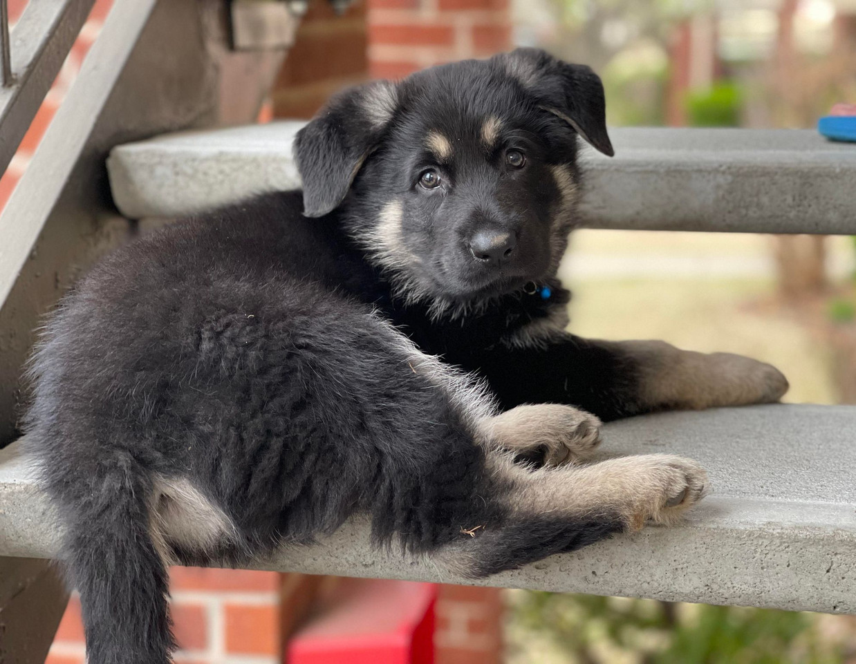 Dog Training | Evolved Dog Training | Oklahoma City