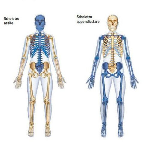Struttura e funzioni dell'apparato scheletrico