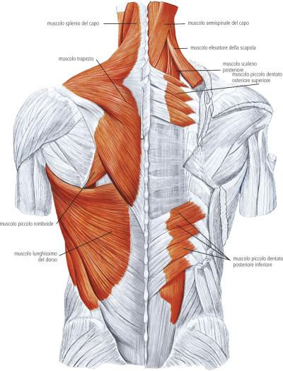 L'impalcatura del corpo umano: struttura e funzioni della gabbia toracica