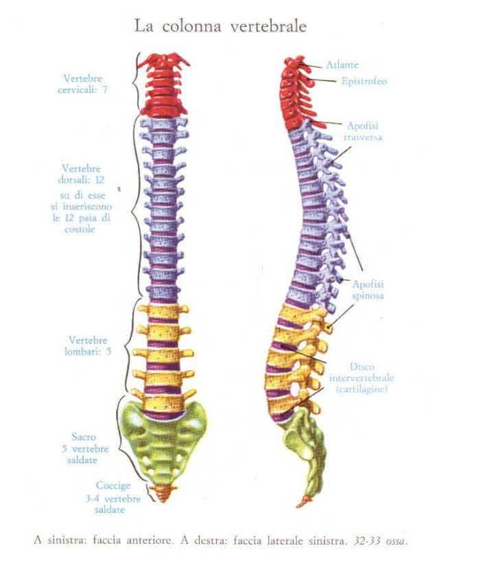 GYROKINESIS® e cura della Colonna Vertebrale