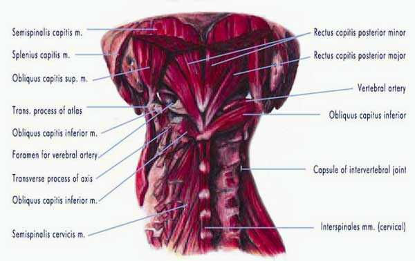 Alla scoperta dell'anatomia cervicale e di come preservarla attraverso ...