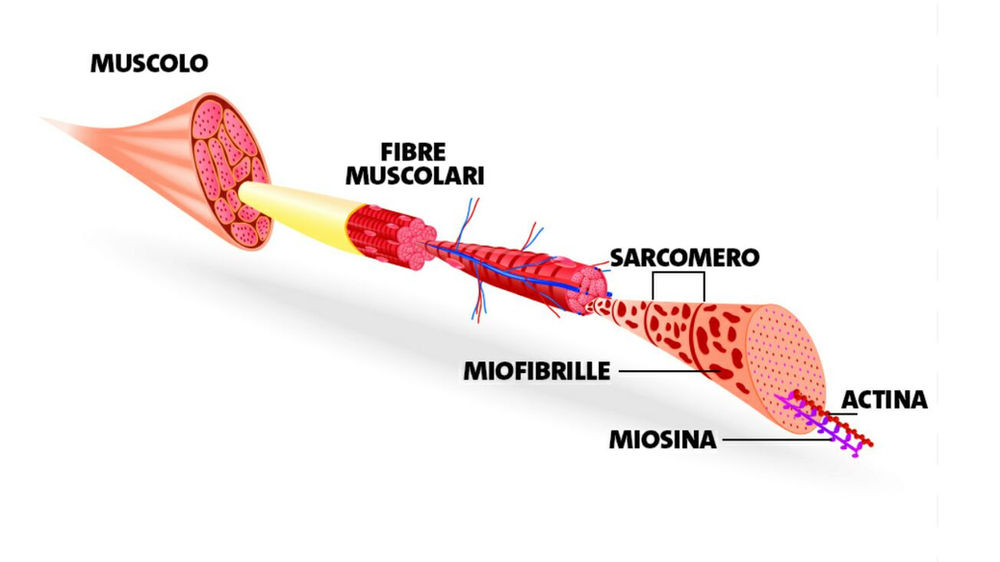 I Muscoli: analizziamo i 'Motori' del nostro corpo ed impariamo a ...