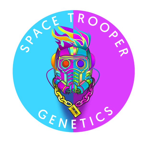 South African Cannabis Seeds | The CannaClub