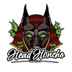 South African Cannabis Seeds | The CannaClub