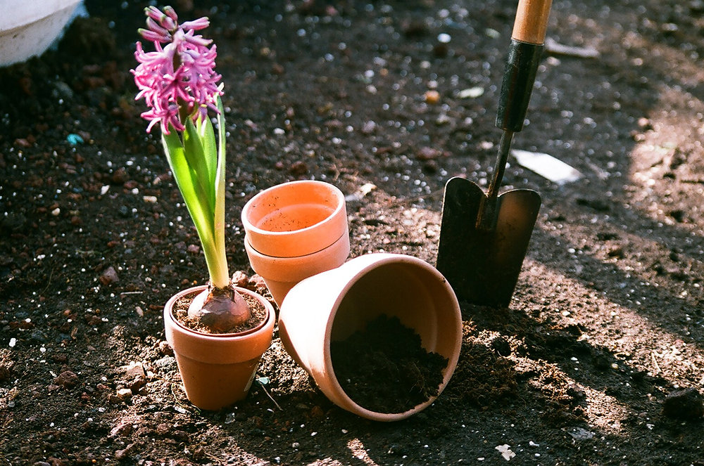 How To Plant Your Own Flower Garden