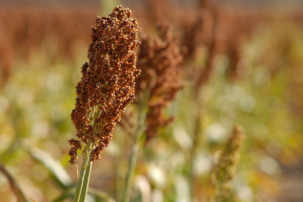 Millets (and sorghum): the hardiest and heartiest of grains