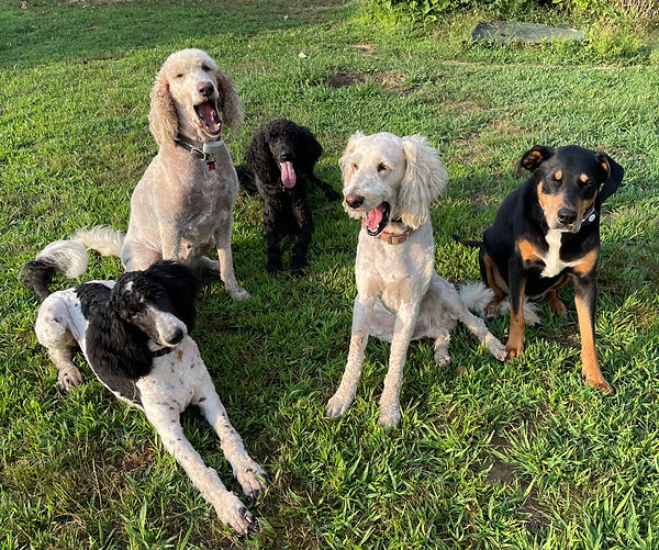 Our Dogs | Top of the Hill Doodles