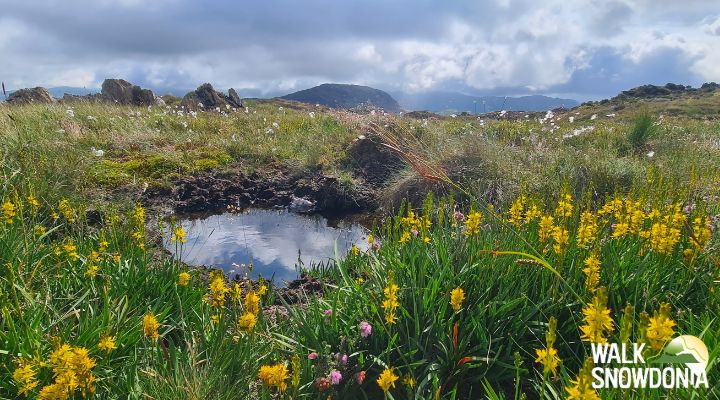 What plants and animals live on Snowdon (Yr Wyddfa)?