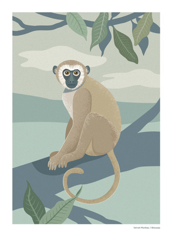 Vervet Monkey / Blouaap | Paper Horse