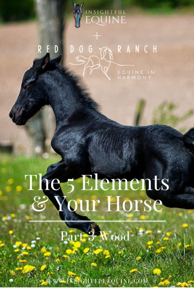 The Five Elements And Your Horse - Part 3 Wood