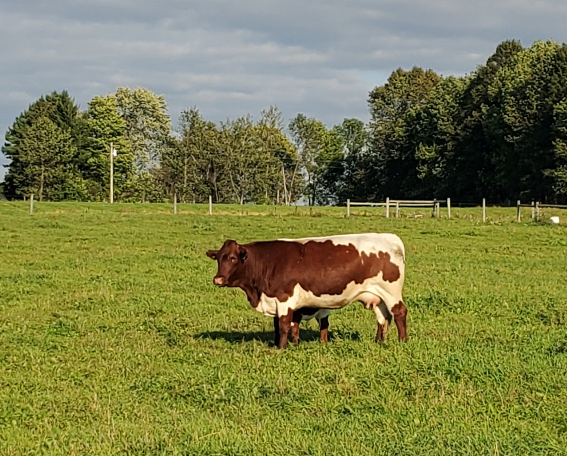 Available Austrian Fullblood Pinzgauer Cattle | Abundant Life Ranch ...