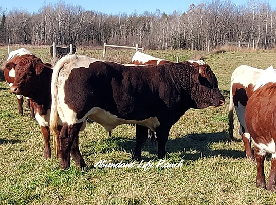 Austrian Fullblood Pinzgauer Bull | Abundant Life Ranch | Rib Lake ...