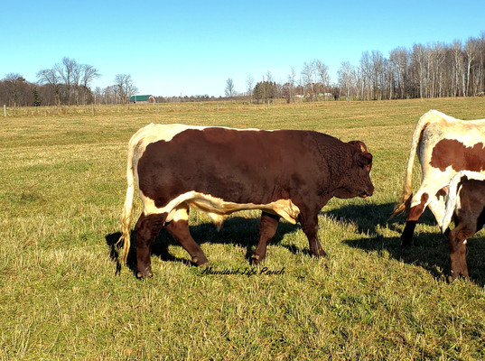 Austrian Fullblood Pinzgauer Bull | Abundant Life Ranch | Rib Lake ...