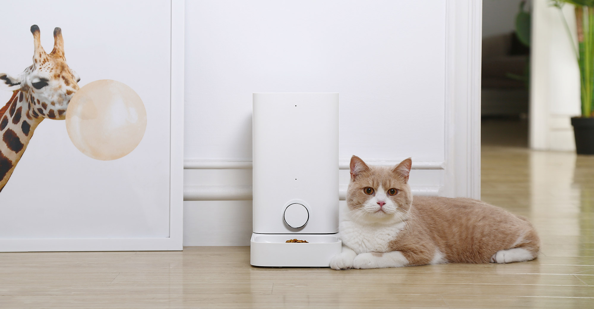 PETKIT | Smart Pet Supplies