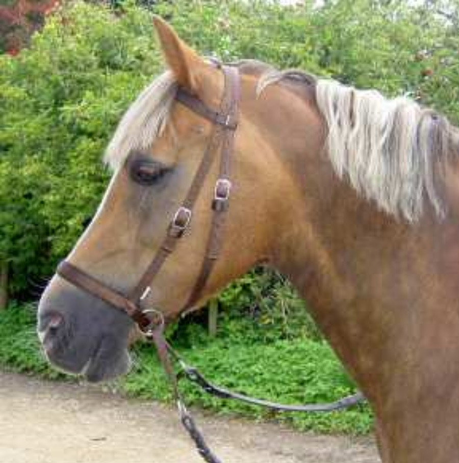 Dr Cook Bitless Bridle-Soft Material Model | Natural Horse NZ www ...