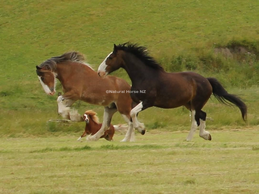 Meet Our Special Horses | www.naturalhorse.co.nz