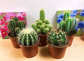 Cactus Asst. 6" Houseplant | underthesungarden