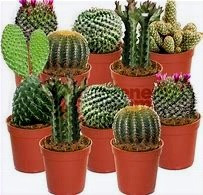 Cactus Asst. 4" Houseplant | underthesungarden