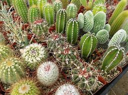 Cactus Asst. 3" Houseplant | underthesungarden