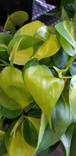 Philo Brazil 6" | underthesungarden