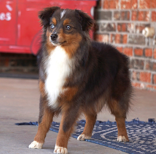 Available Puppies | United States | Lane Aussies | Toy Aussie