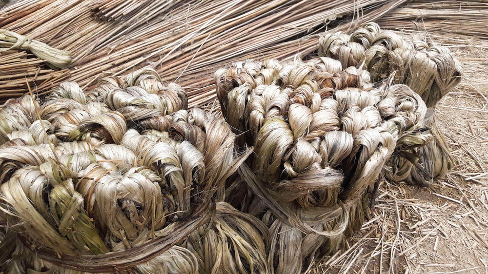 The History of Jute and The Future of Our Planet