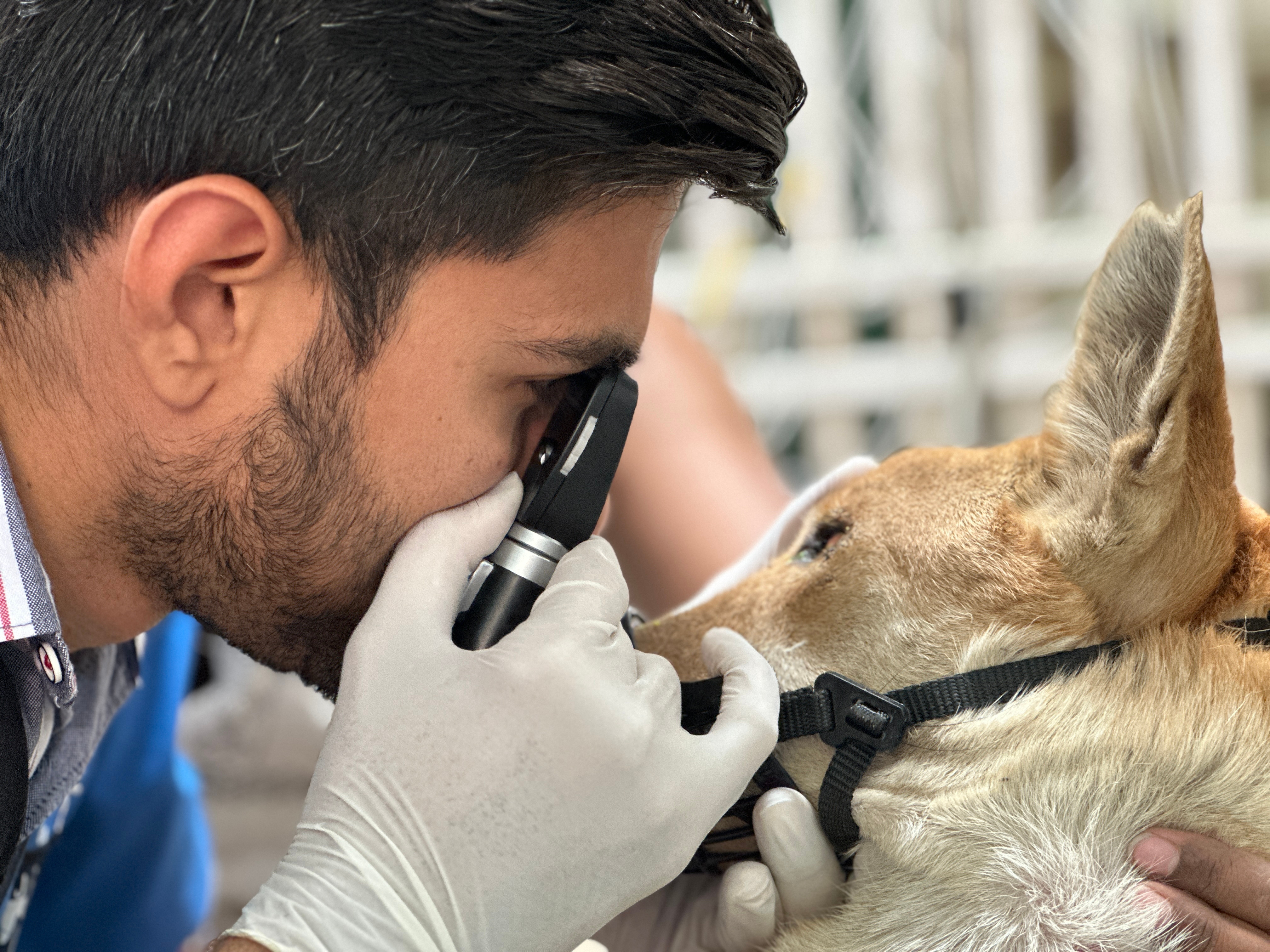 India Vet Clinic