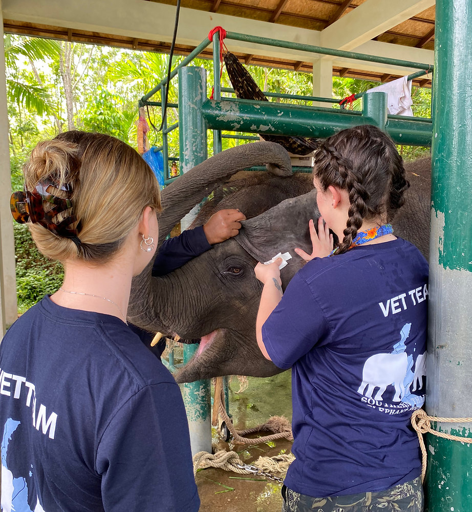 How New Veterinary Graduates Can Build Skills and Confidence with ...