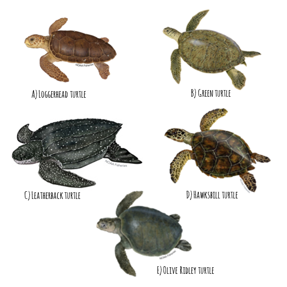 Sea turtles and ocean fisheries