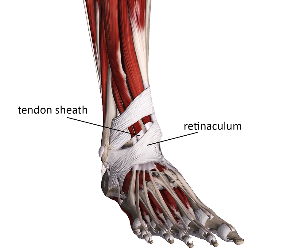 Exploring Tendon Sheaths and Retinacula