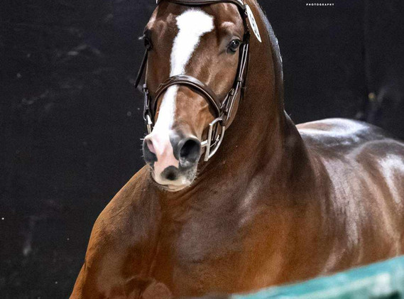 Orchard HIll Ponies | No Words Needed