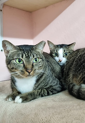 Boarding Services | Alison Cat Care