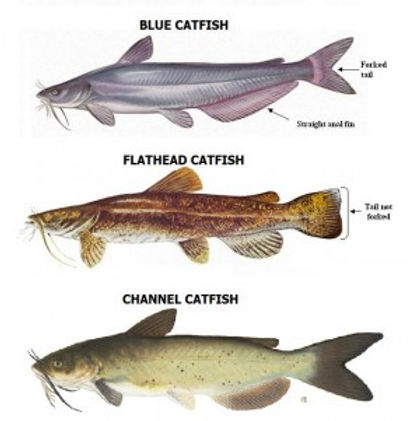 Catfish Evolution Infographic | bernconservation