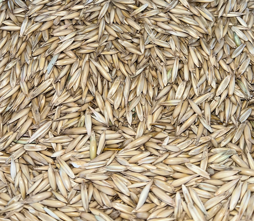 Whole Feed Oats | Letts Farm