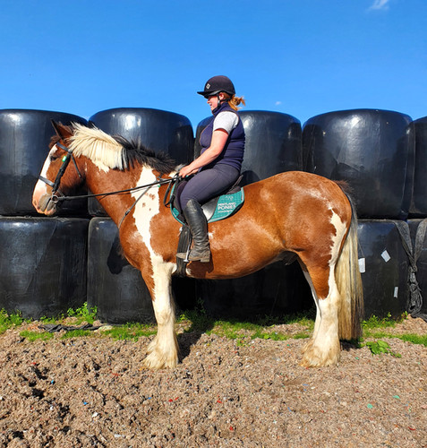 TEDDY | Pentland ponies